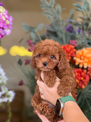 Cavapoo hembrita super roja #CPJL-001 Vendida | Los Osos PR