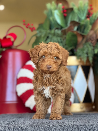 Mini Toy poodle machito-VENDIDO | Los Osos PR
