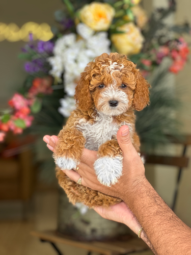 Toy Mini POODLE - machito red -MPJ-03-VENDIDO | Los Osos PR