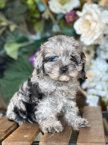 Cavapoo merle machito #CP-2-VENDIDO | Los Osos PR