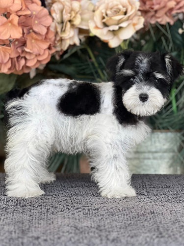 Mini Schnauzer (party color) AKC 6-8 lbs “Oreo” | Los Osos PR