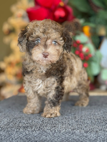 Toy Poodle merle macho #1 - VENDIDO | Los Osos PR