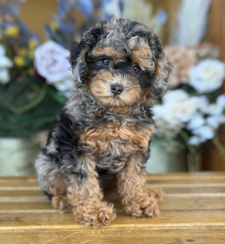 Cockapoo Phantom Merle nena CM - VENDIDA | Los Osos PR