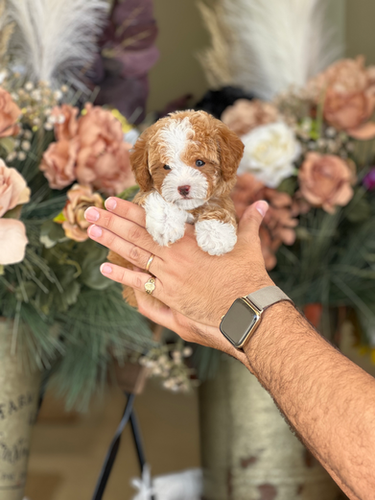 Mini Toy poodle Machito "Chispo" MTP-08-VENDIDO | Los Osos PR