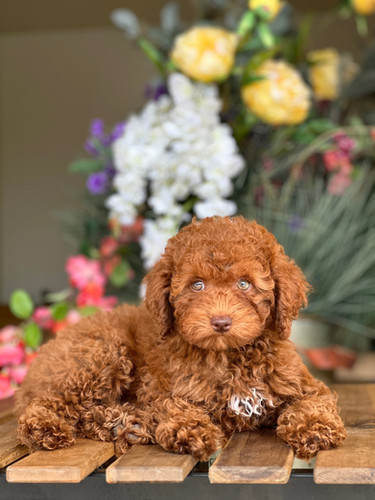 Toy Mini POODLE - machito Ojos Verdes -MP-10-VENDIDO | Los Osos PR