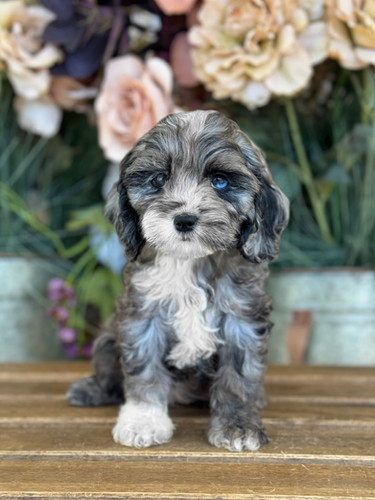 Cockapoo hembra merle#CPJ-06 - VENDIDA | Los Osos PR