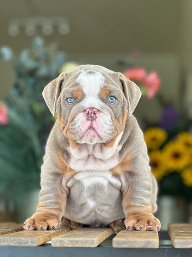 English Bull Dog Lilac Machito -VENDIDO | Los Osos PR