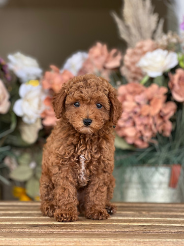 Mini Toy poodle machito AKC MT-4 vendido | Los Osos PR