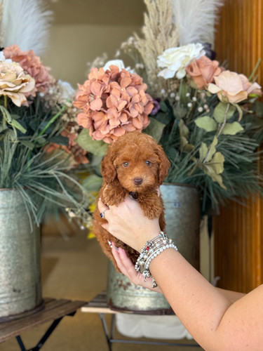 Toy POODLE red Machito | Los Osos PR