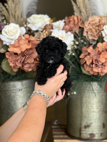 Toy poodle machito J03-VENDIDO | Los Osos PR