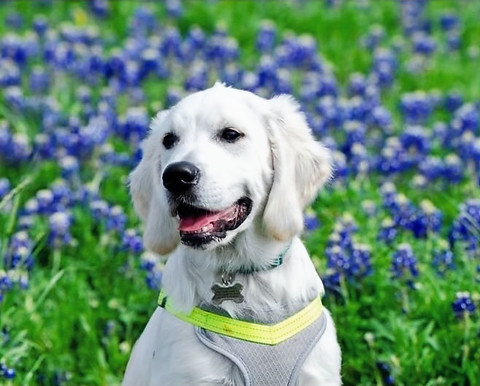 Available Pets | Roden Retrievers