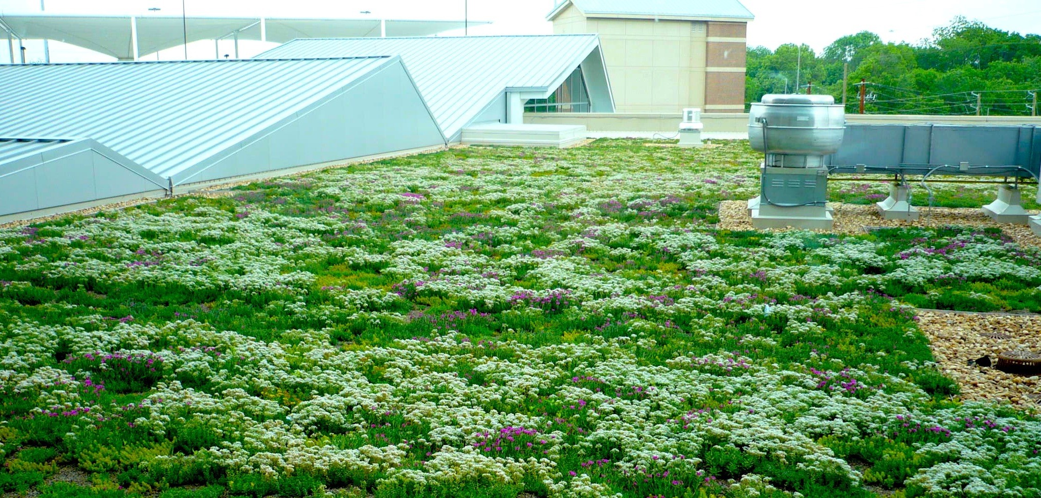 Biophilic Design | London | Green Roofs