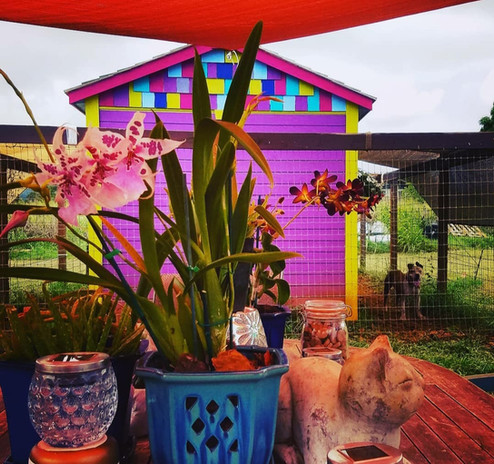 KAWS Dog Cabins | Kauai Animal Welfare Society