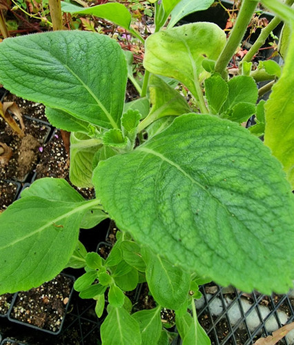 Blue Spur Flower - Plectranthus barbatus | midsummerherbs