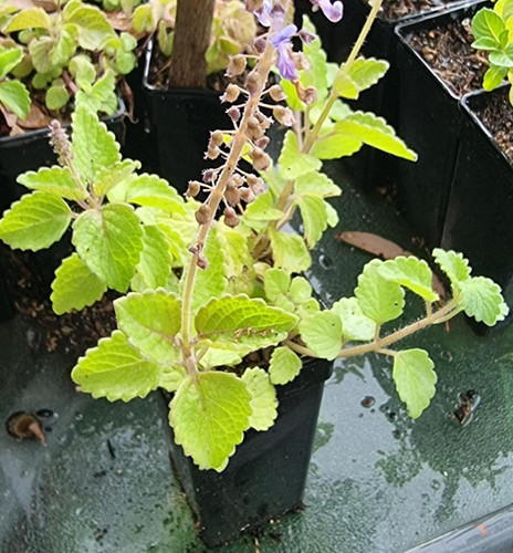 Cockspur Flower | midsummerherbs