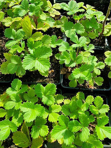 Strawberry, Alpine 'Red Wonder' - Fragaria vesca 'Red Wonder ...