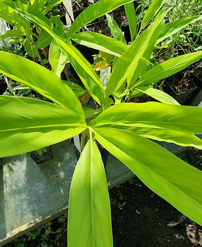 Lesser Galangal - Alpinia officinarum | midsummerherbs