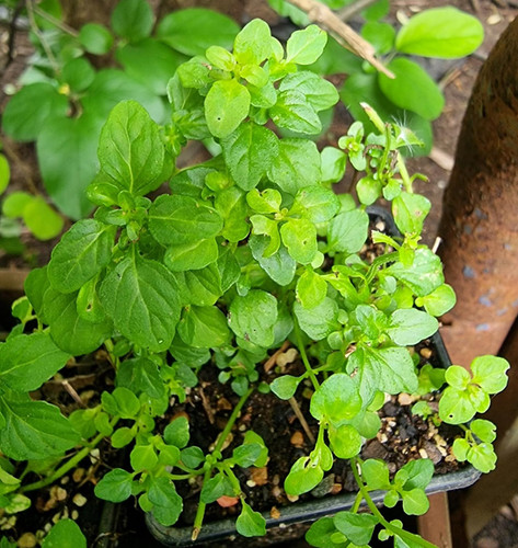 Mint, Native Wild - Mentha diemenica | midsummerherbs