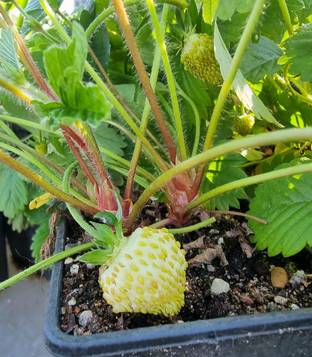 Strawberry, Alpine Yellow - Fragaria vesca var. semperflorens ...