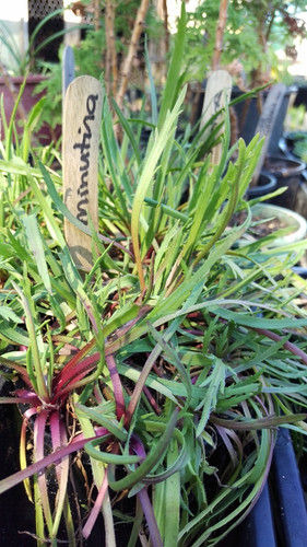 Minutina / Erba Stella | midsummerherbs