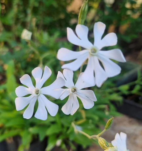 African Dream Root / Herb -Silene undulata | midsummerherbs