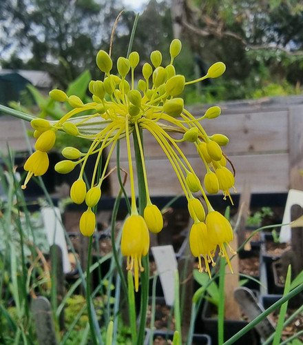 Garlic, Yellow Flowered - Allium flavum | midsummerherbs
