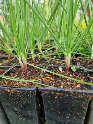 Onion, Snowy - Allium humile | midsummerherbs