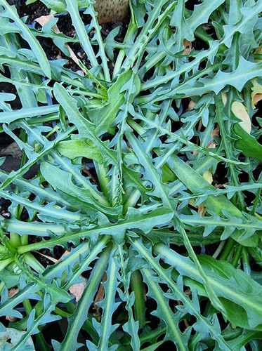 Stamnagathi - Cichorium spinosum | midsummerherbs