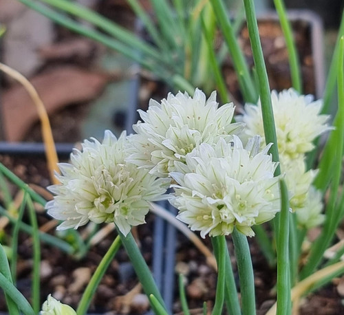 Chives, White Flower - Allium schoenoprasum | midsummerherbs