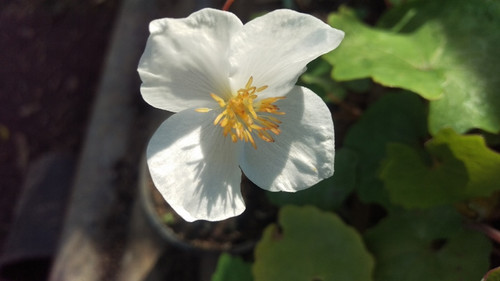 Snow Poppy - Eomecon chionantha | midsummerherbs