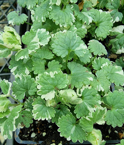 Alehoof/ Ground Ivy, Variegated - Glechoma hederacea Variegata ...