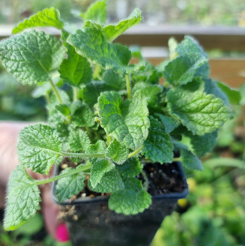 Balm, Crete - Melissa officinalis ssp. altissima | midsummerherbs