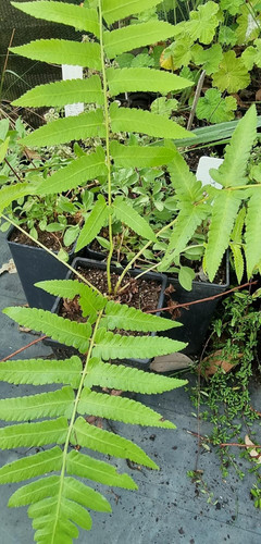 Vegetable Fern - Diplazium esculentum | midsummerherbs