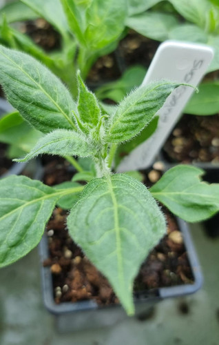 Chilli,Rocoto - Capsicum pubescens | midsummerherbs