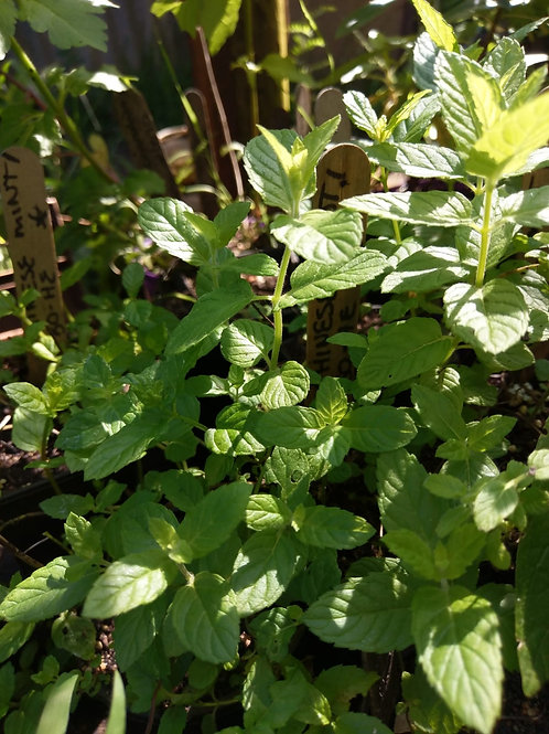 Mint, Chinese | midsummerherbs