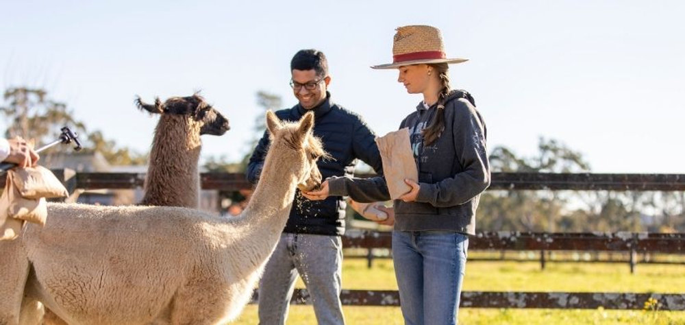 Interactive Farm Activities Near Sydney