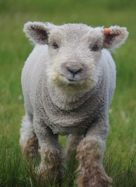 Babydoll Sheep: Meet These Adorable Miniature Sheep at Iris Lodge Alpacas