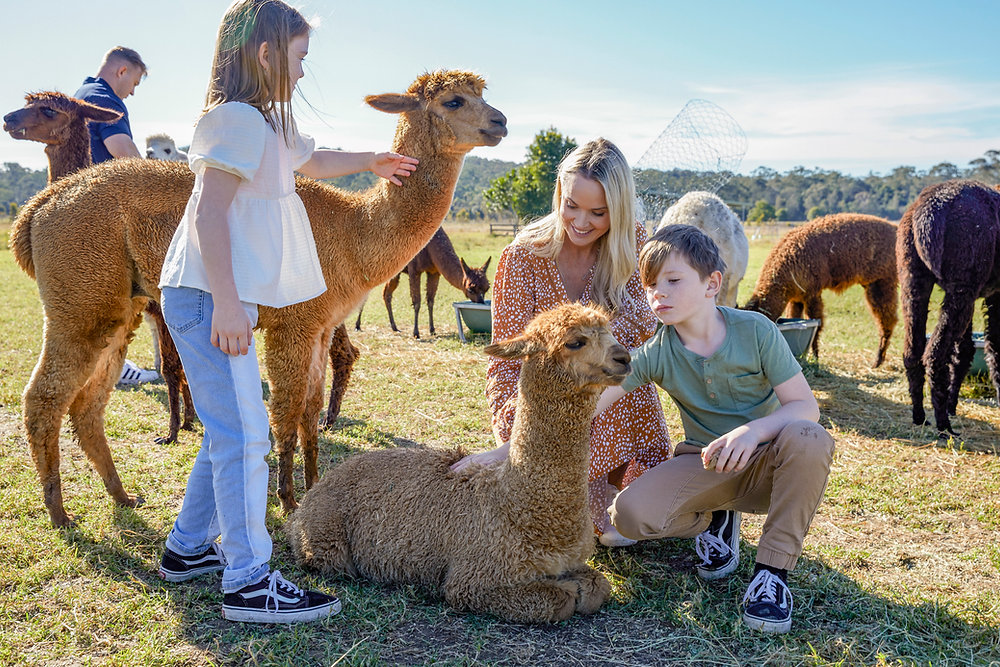 Meet the Alpacas: Fun Facts, Names, and Personalities You’ll Find at ...