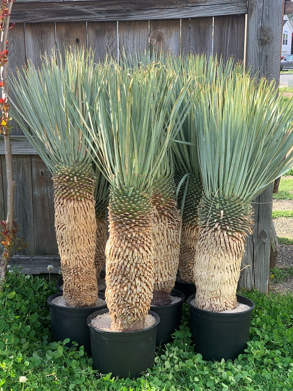 Yucca Rostrata - Blue Beaked Yucca - 4 feet total height! | Grandview Palms
