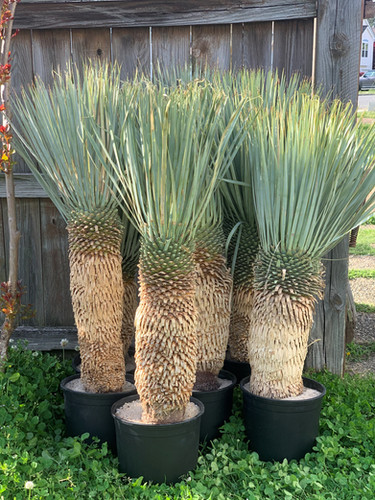 Yucca Rostrata - Blue Beaked Yucca - 4 feet total height! | Grandview Palms