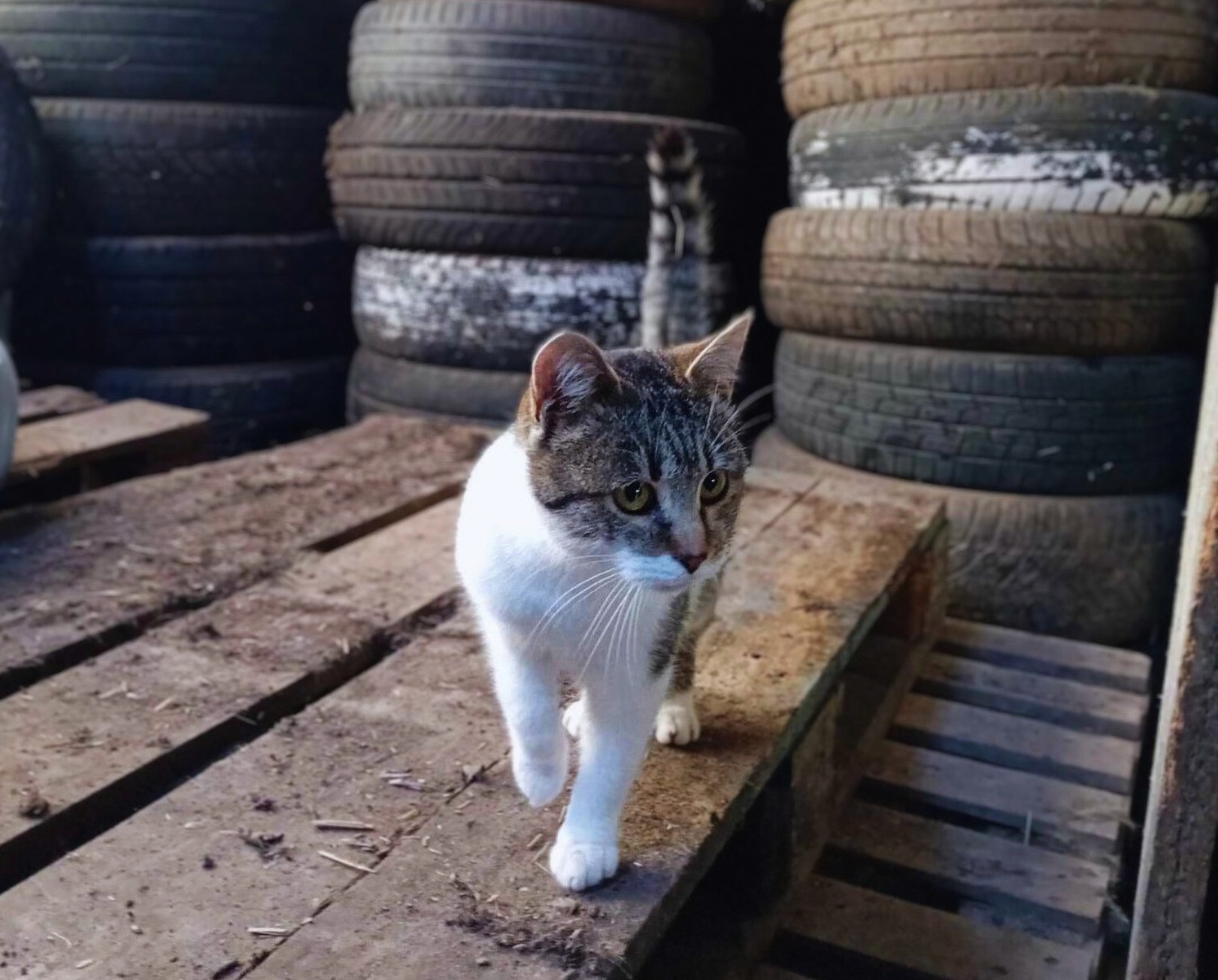 The Fluke Story | Ringo Land Romania