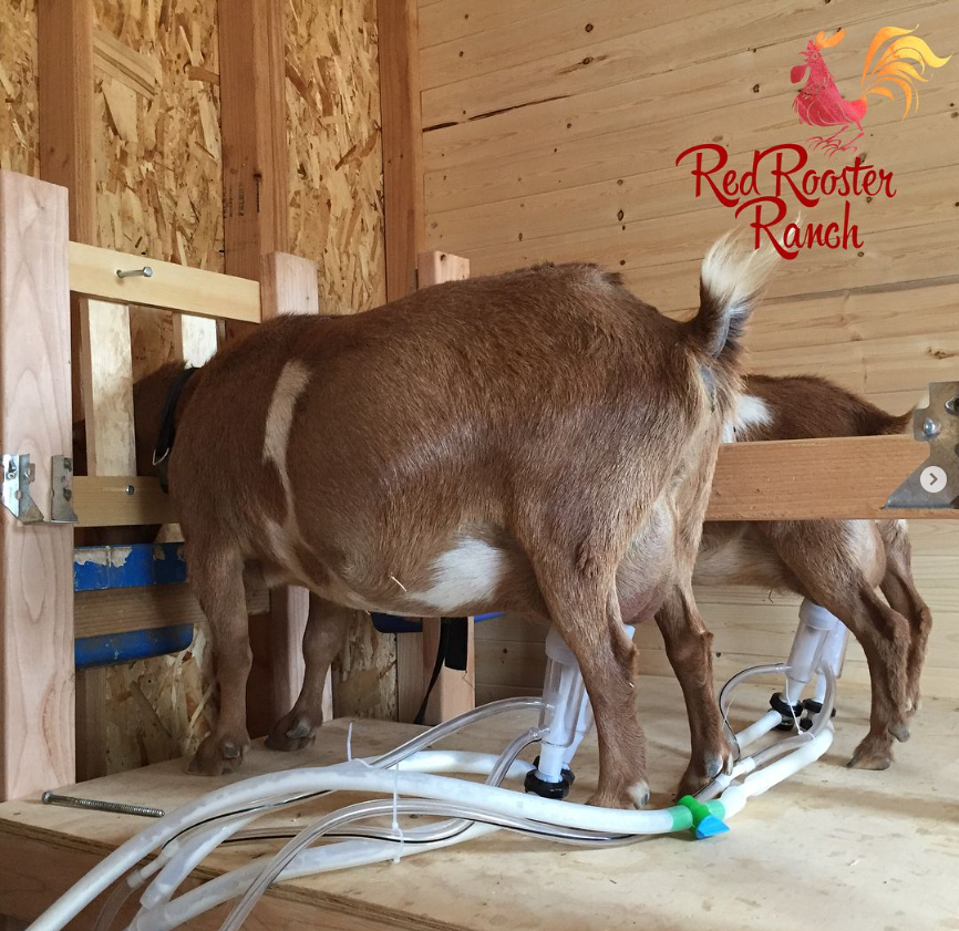 Starting a Hobby Milk Farm | RED ROOSTER RANCH