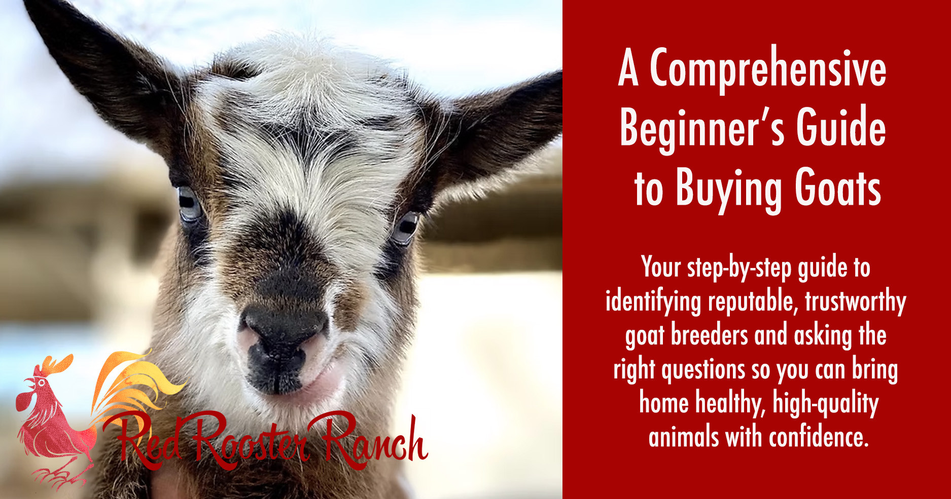 Beginner's Guide to Buying Baby Goats | RED ROOSTER RANCH