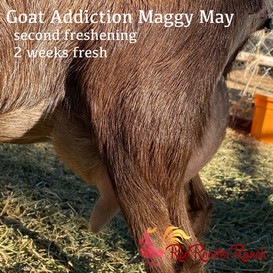 BABY GOATS FOR SALE | RED ROOSTER RANCH CALIFORNIA
