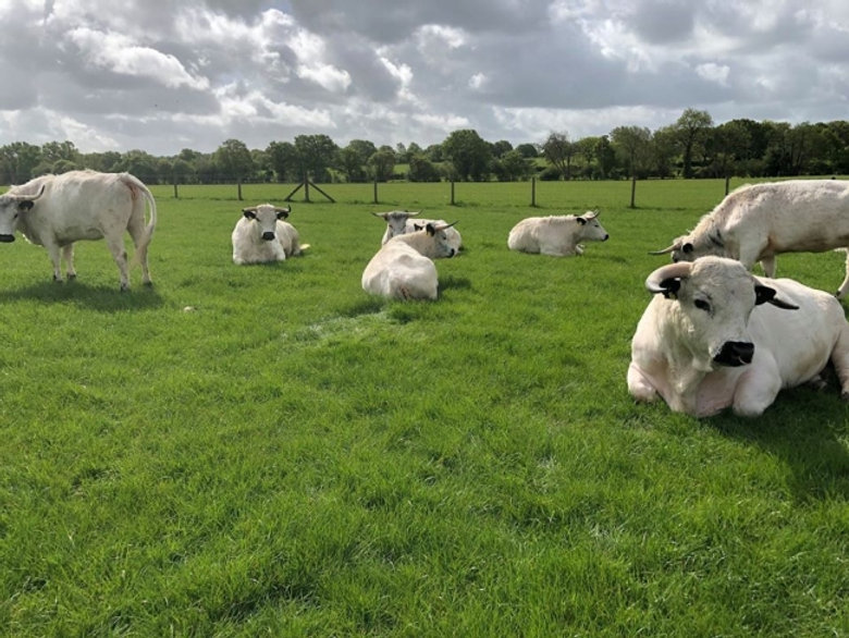 CONSERVATION GRAZING