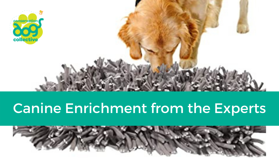 Canine Enrichment from the Experts