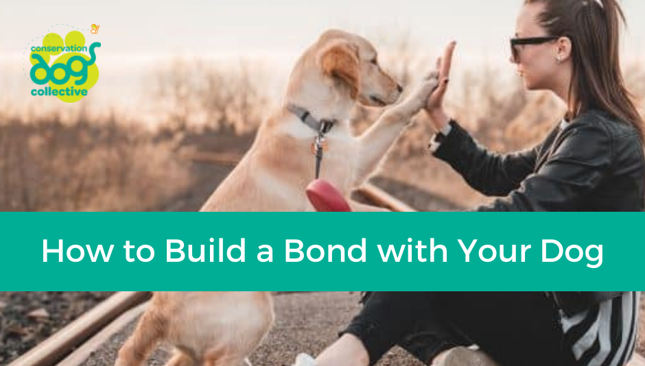 Building a Bond with Your Dog