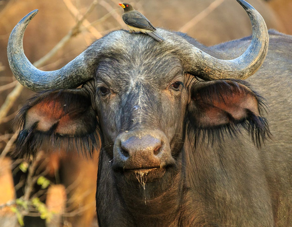 A Buffalo as a Reward for Winning A Gold Medal at the Olympics