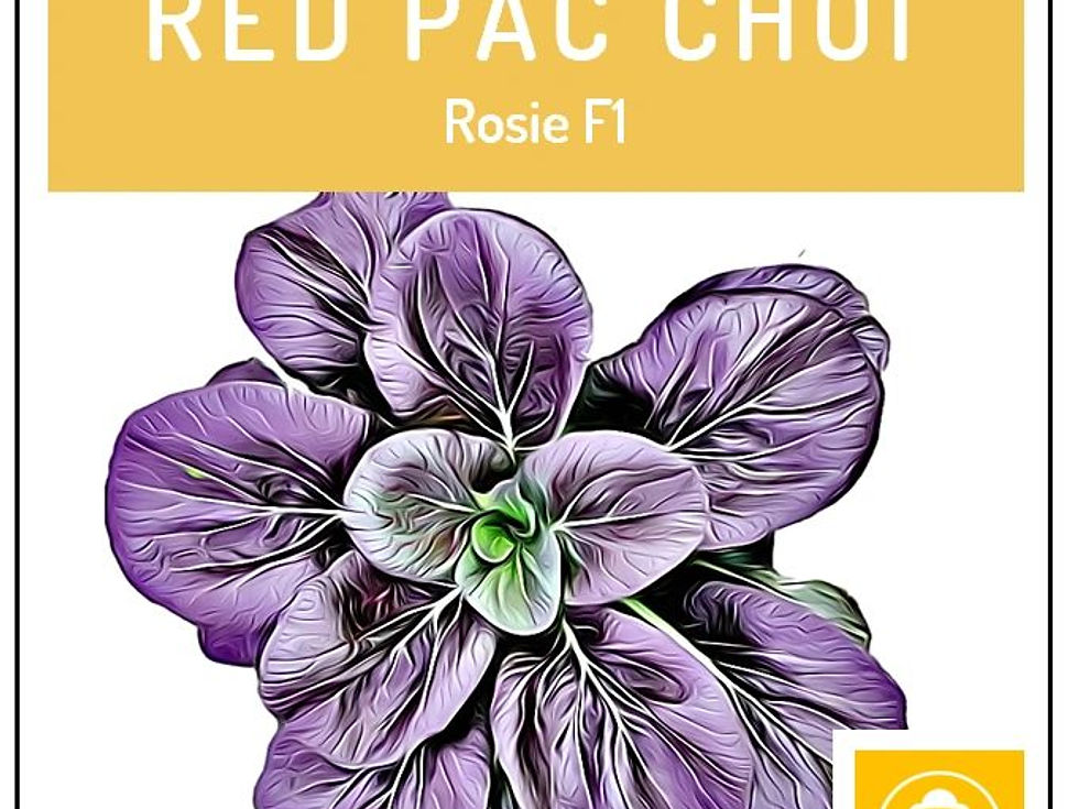 Red Pac Choi | Rosie Seeds | Farm at Cloud 39
