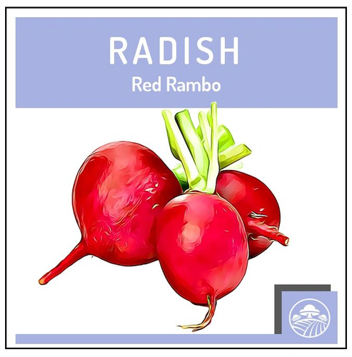 Radish | Red Rambo Seeds | Farm at Cloud 39
